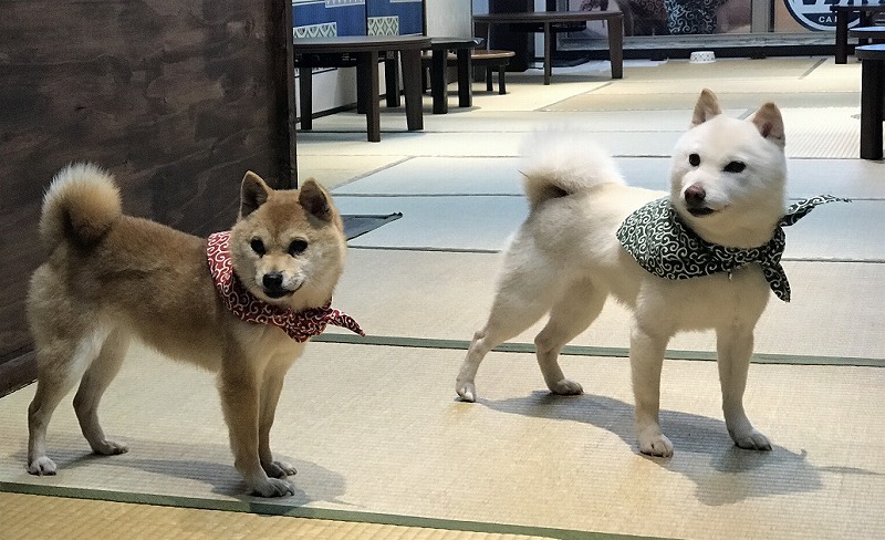 แนะนำร้านกาแฟชมสัตว์ญี่ปุ่น – Ichigo Japan